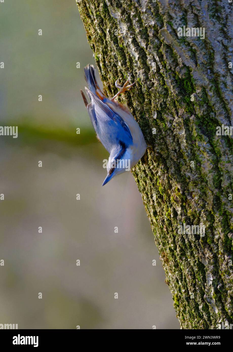 Portrait format of eurasian nuthatch hi-res stock photography and ...