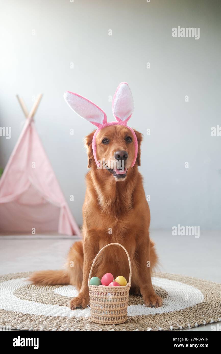 Dog with easter egg hi-res stock photography and images - Alamy