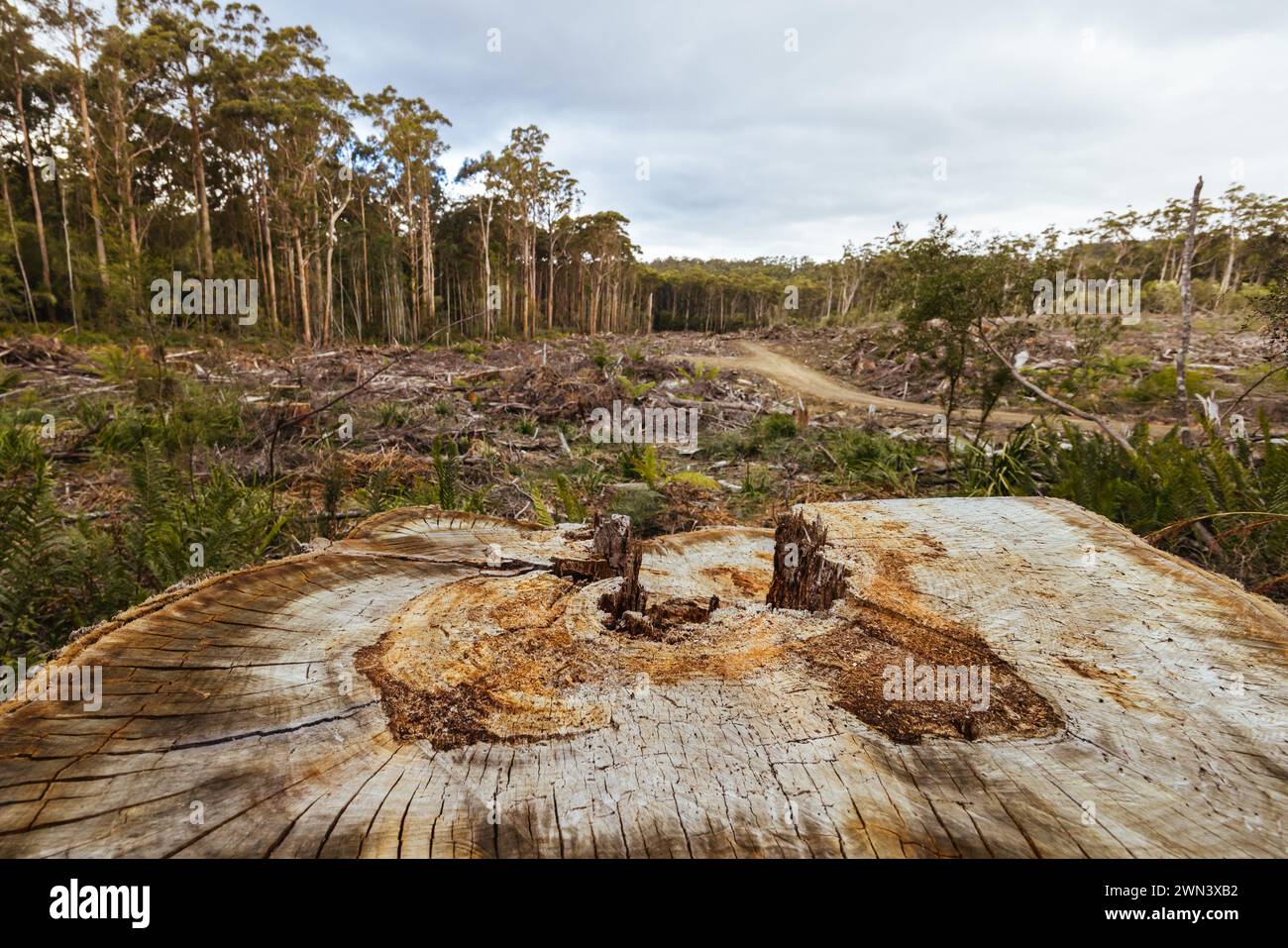 DOVER, AUSTRALIA - FEBRUARY 23: Forestry Tasmania continues logging of ...