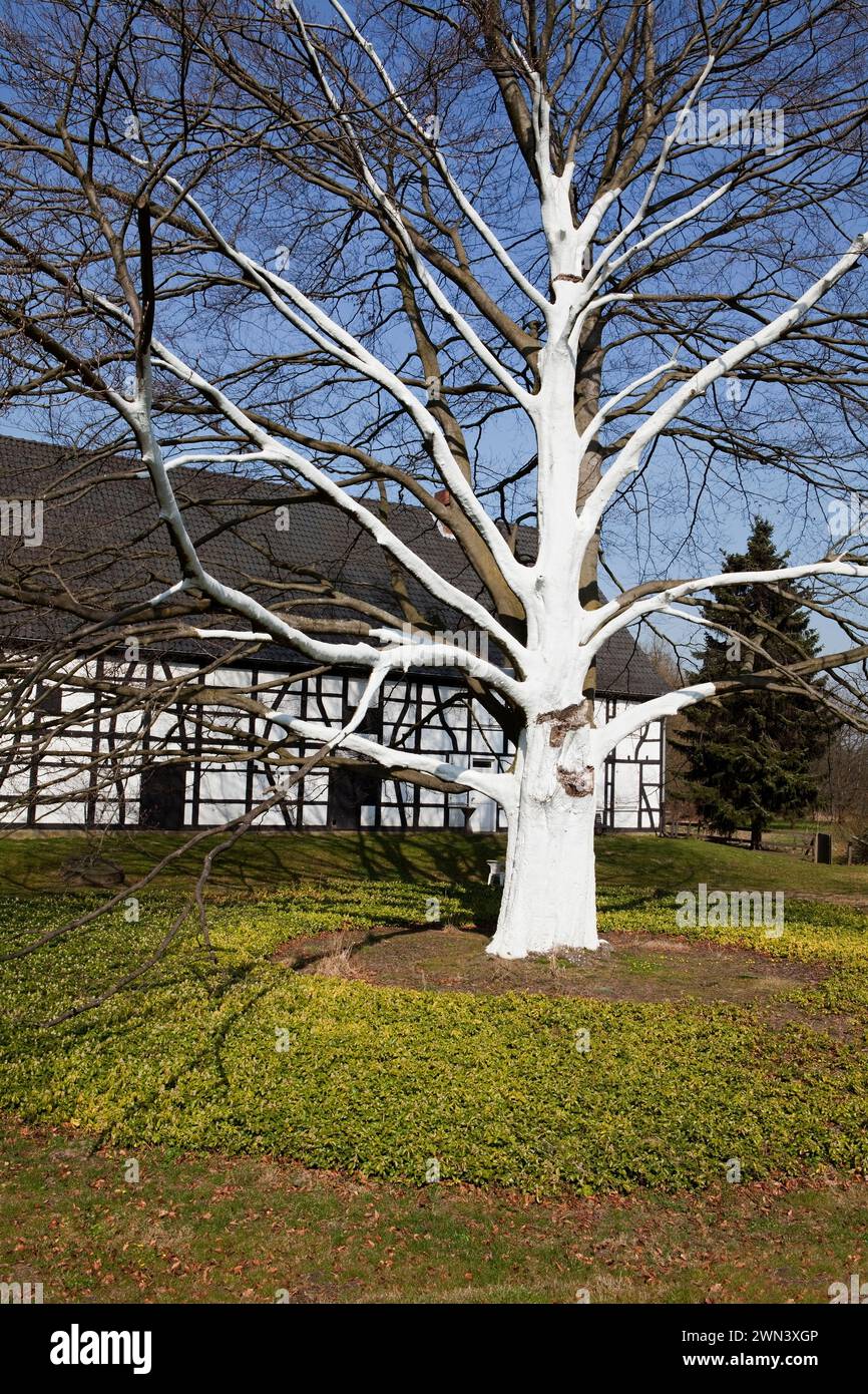 Calcium hydroxide paint hi-res stock photography and images - Alamy