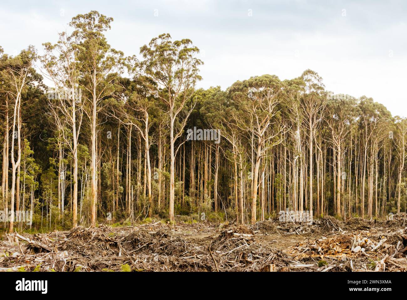 DOVER, AUSTRALIA - FEBRUARY 23: Forestry Tasmania continues logging of ...