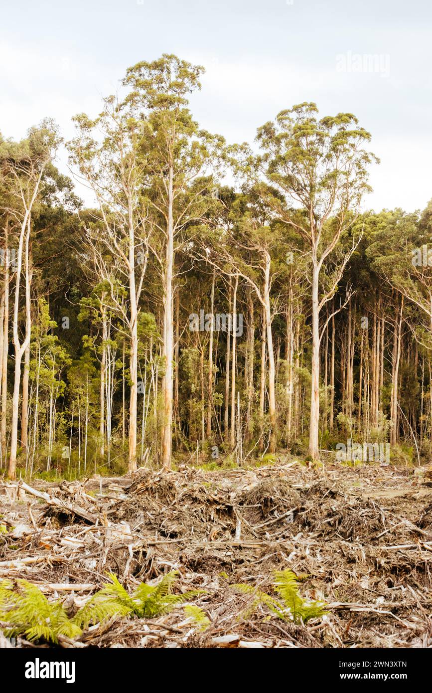 Esperance river forest reserve hi-res stock photography and images - Alamy