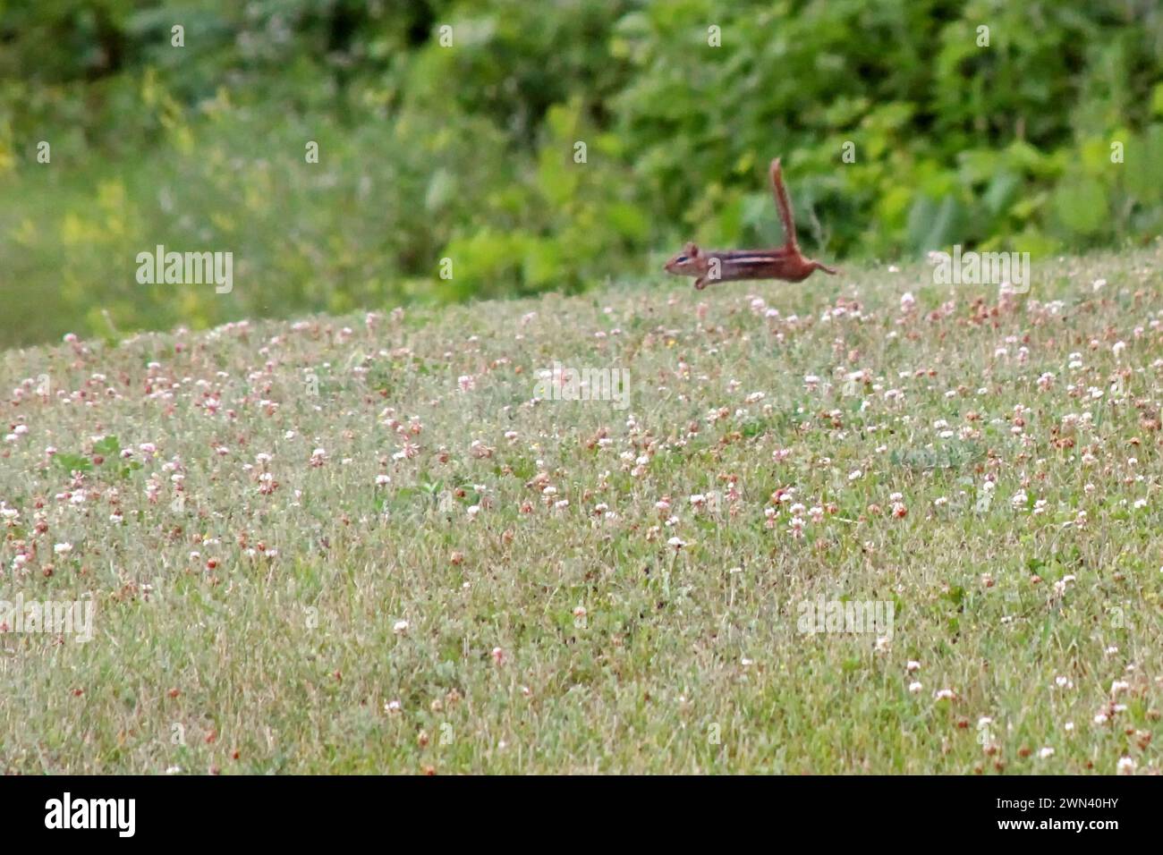 Playful chipmunk hi-res stock photography and images - Alamy