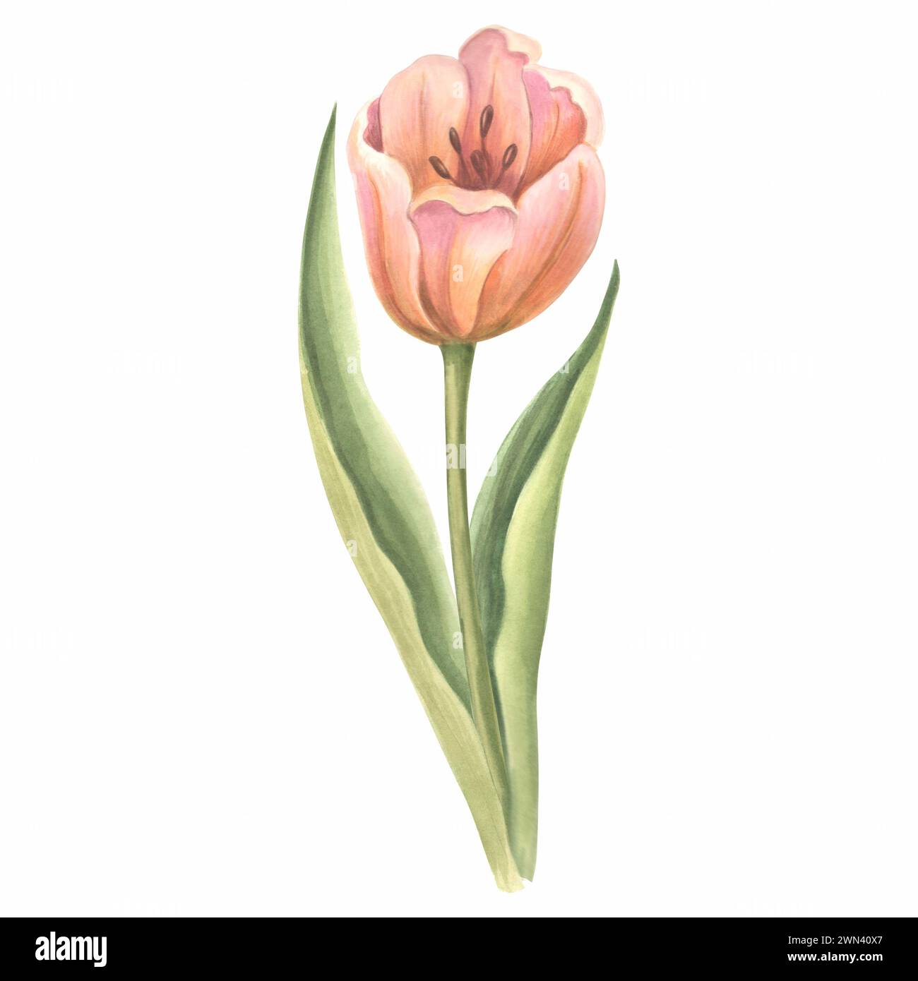 Watercolor tulip flower with leaves. Isolated hand drawn illustration ...