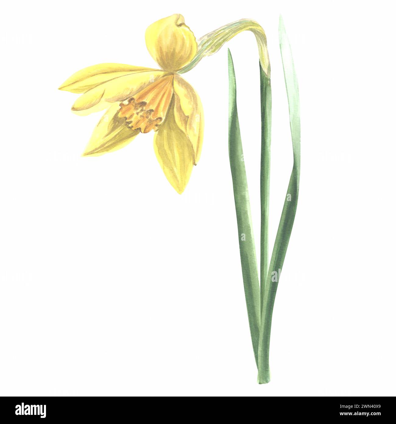 Watercolor daffodil yellow flower. Isolated hand drawn illustration ...