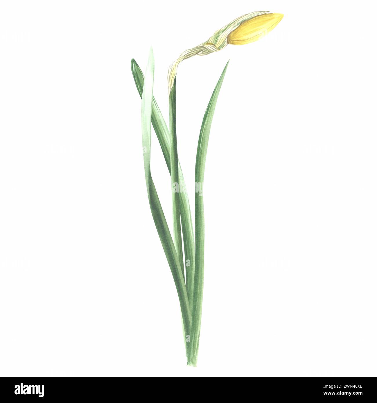 Watercolor daffodil yellow flower. Isolated hand drawn illustration ...