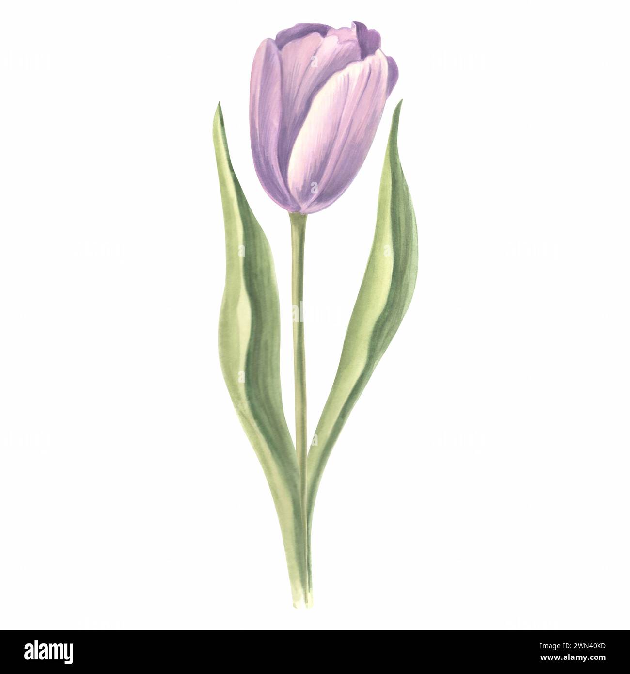 Watercolor violet tulip flower. Isolated hand drawn illustration spring ...