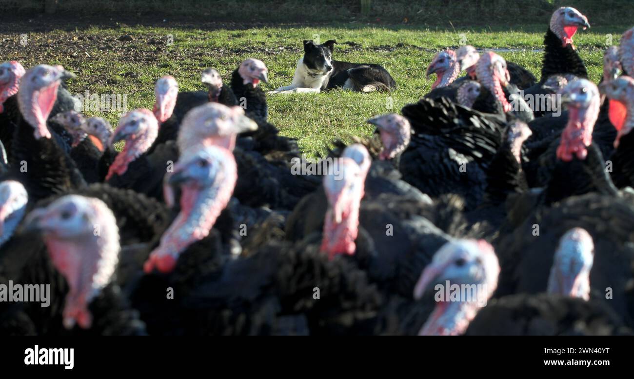10/12/12 Rather than herding up sheep, a collie has taken to rounding ...