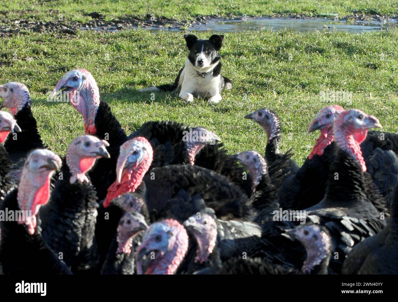 Turkies hi-res stock photography and images - Alamy