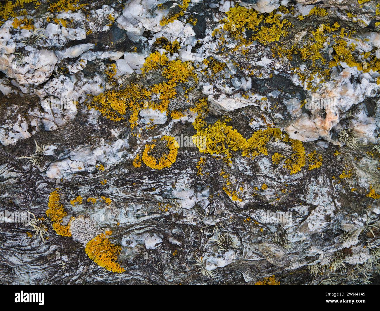 A close up of yellow lichen growing on coastal rocks on the Wales Coast Path in Anglesey, Wales ...