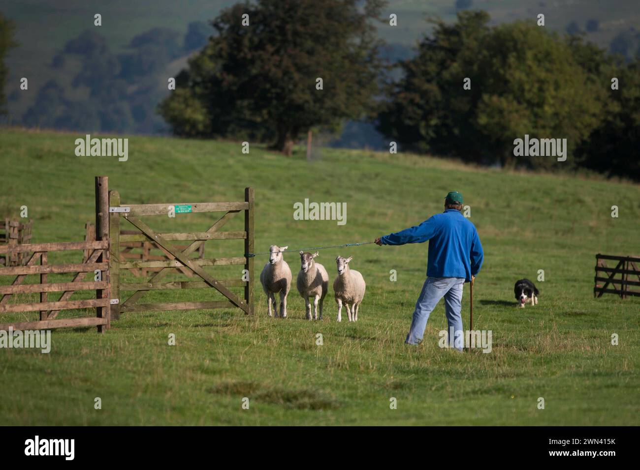 Dovedale sheep dog trials hi-res stock photography and images - Alamy