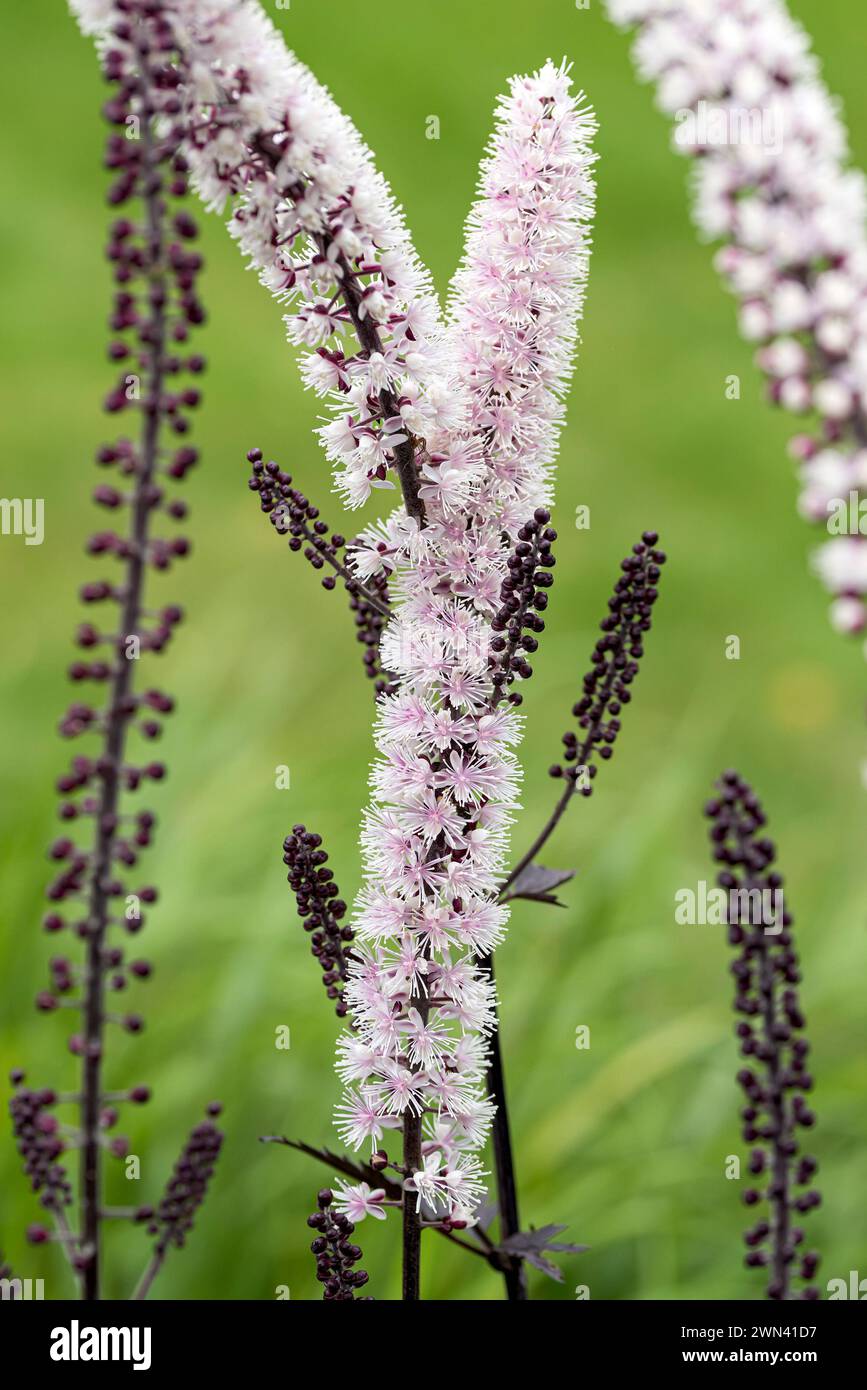 Actaea simplex hi-res stock photography and images - Alamy
