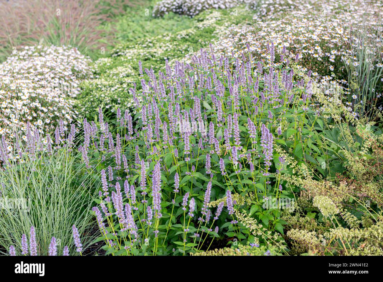 Duftnessel (Agastache 'Blue Fortune' Stock Photo - Alamy