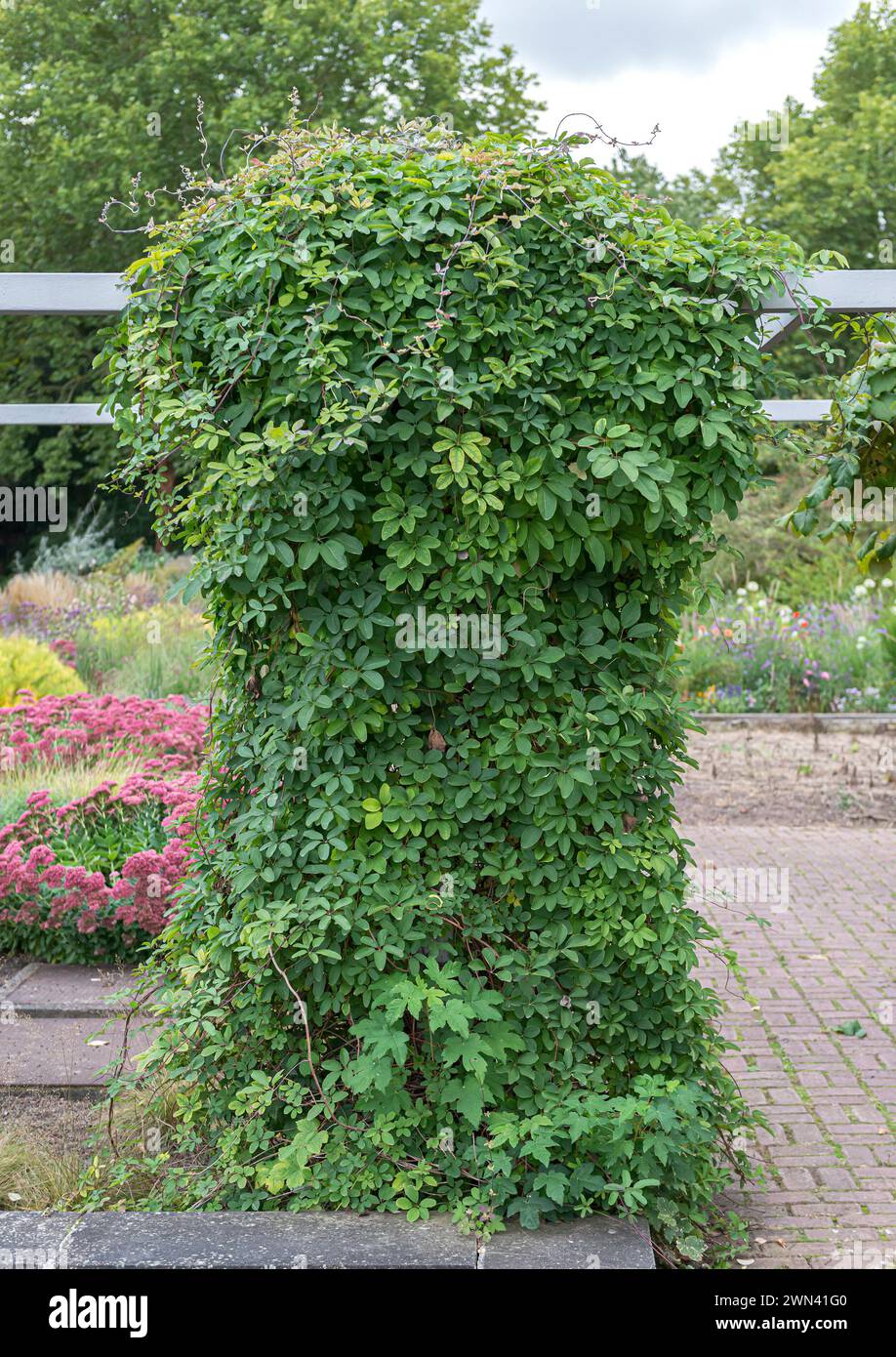 Fingerblättrige Akebie (Akebia quinata Stock Photo - Alamy