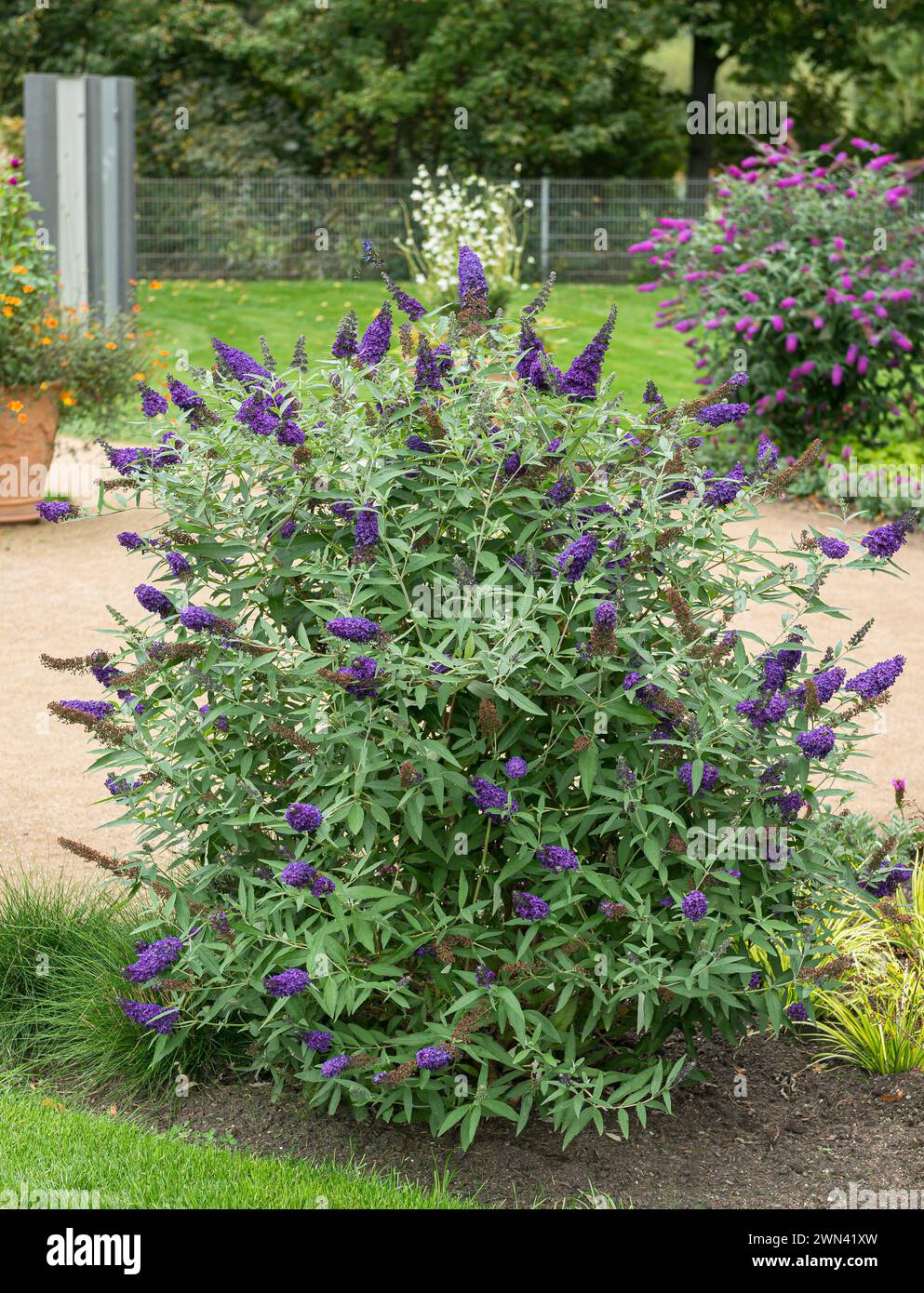 Sommerflieder buddleja buzz hi-res stock photography and images - Alamy