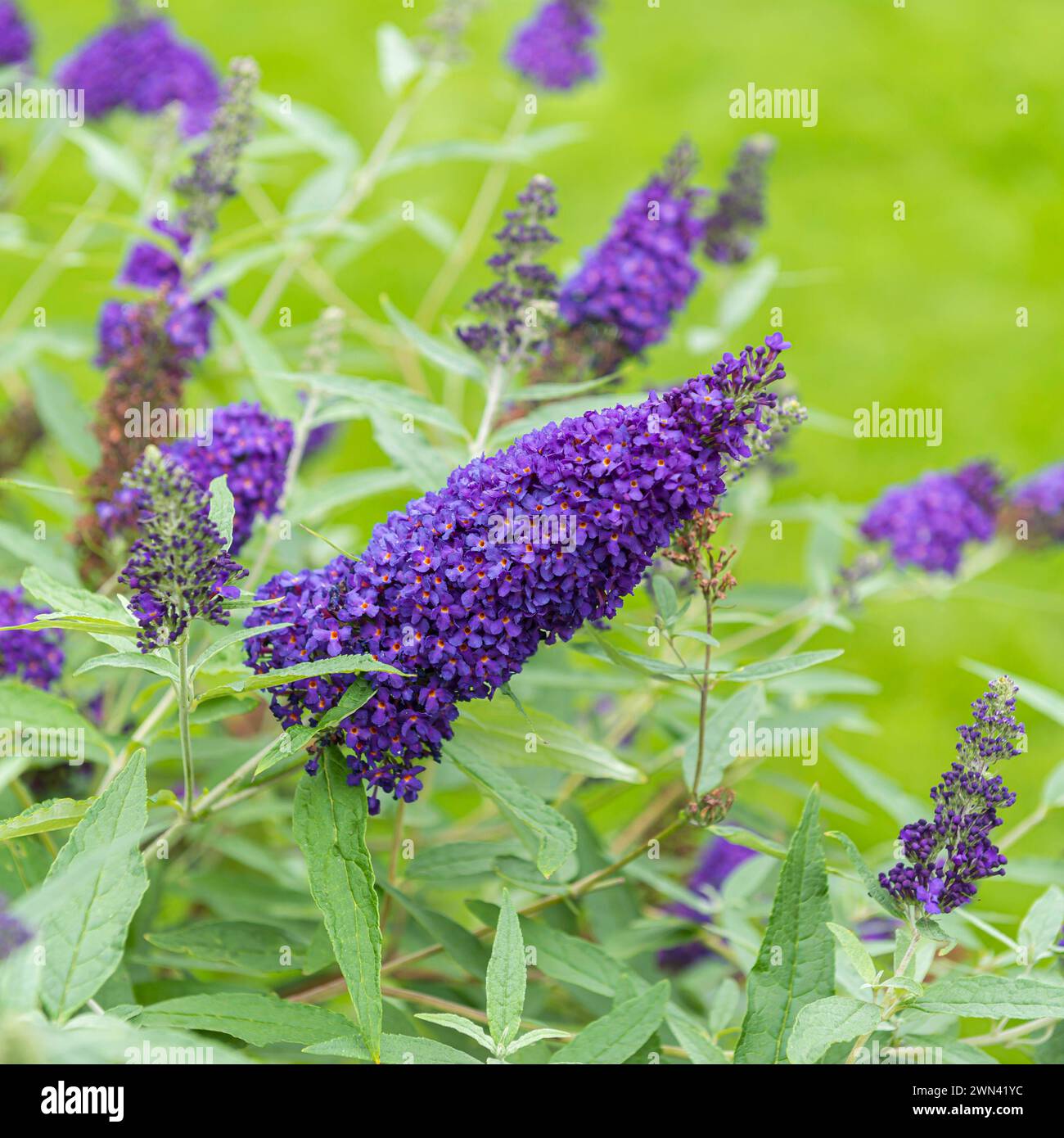 Buddleja buzz midnight hi-res stock photography and images - Alamy