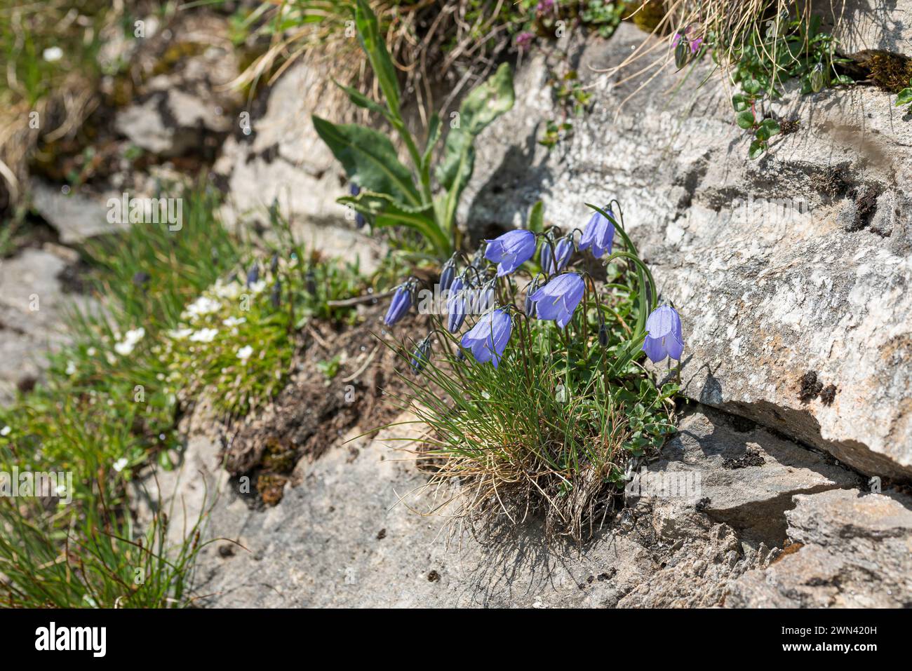 Zwerg-Glockenblume (Campanula cochleariifolia Stock Photo - Alamy