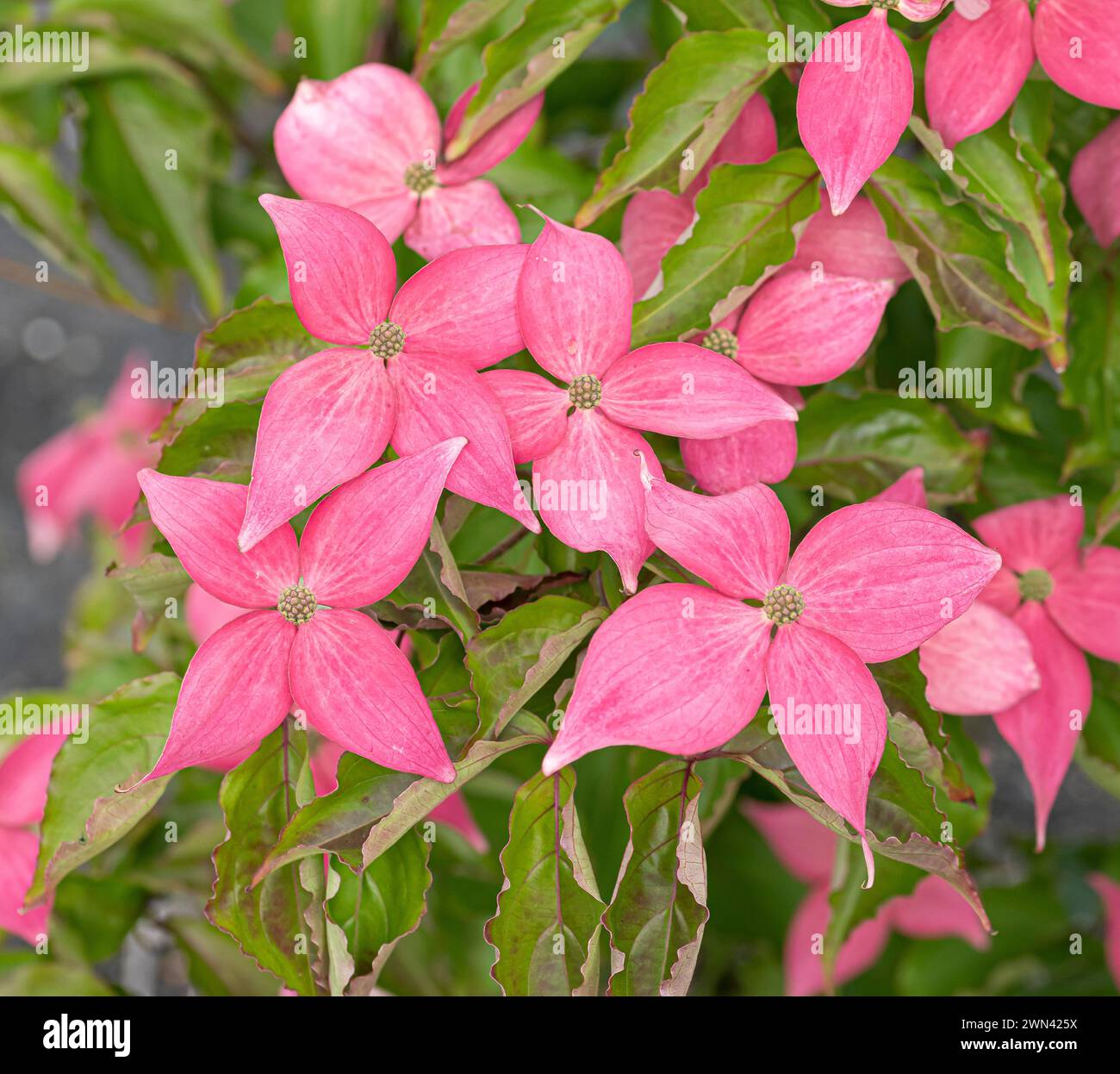 Cornus scarlet fire hi-res stock photography and images - Alamy