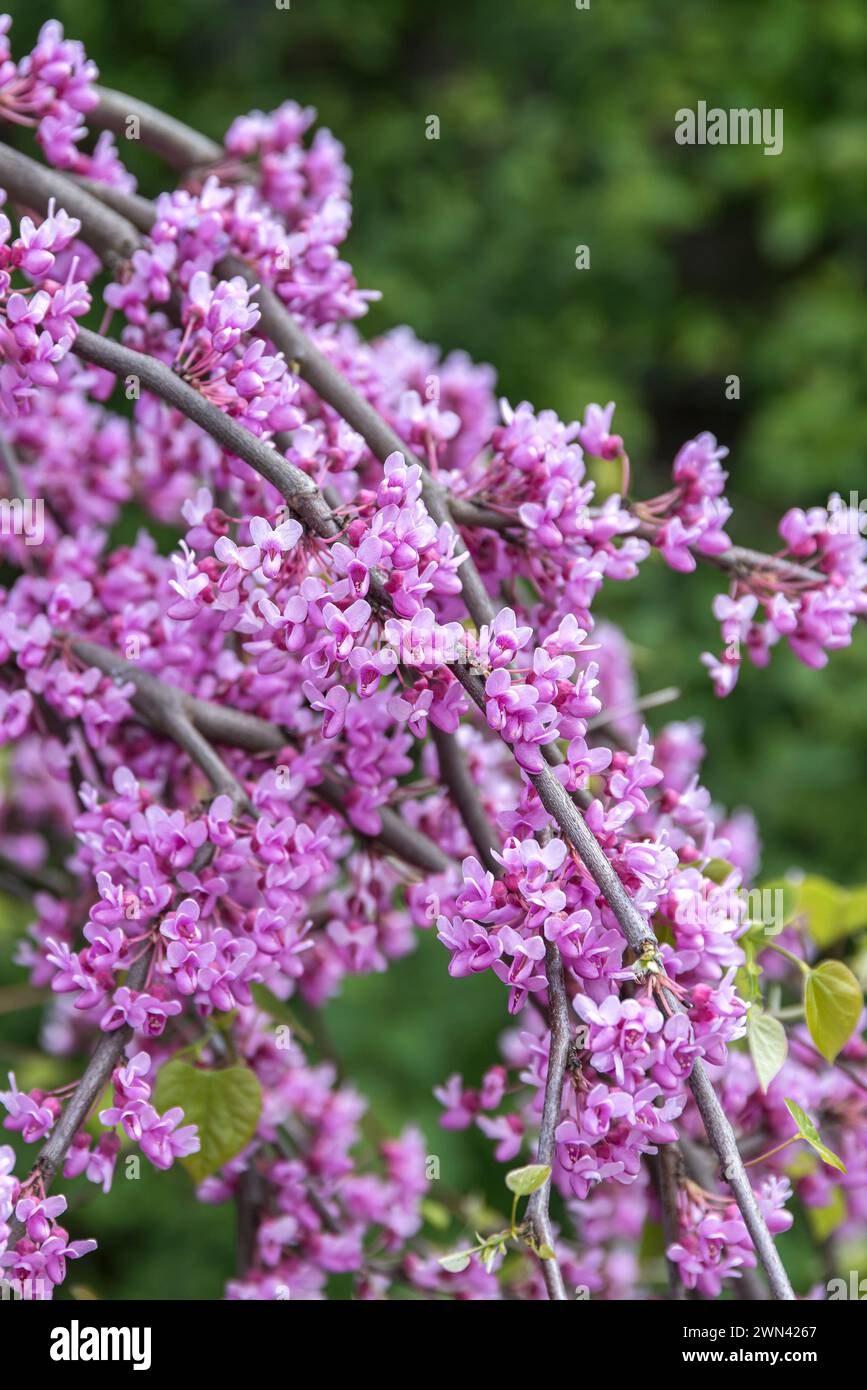 Cercis canadensis covey hi-res stock photography and images - Alamy