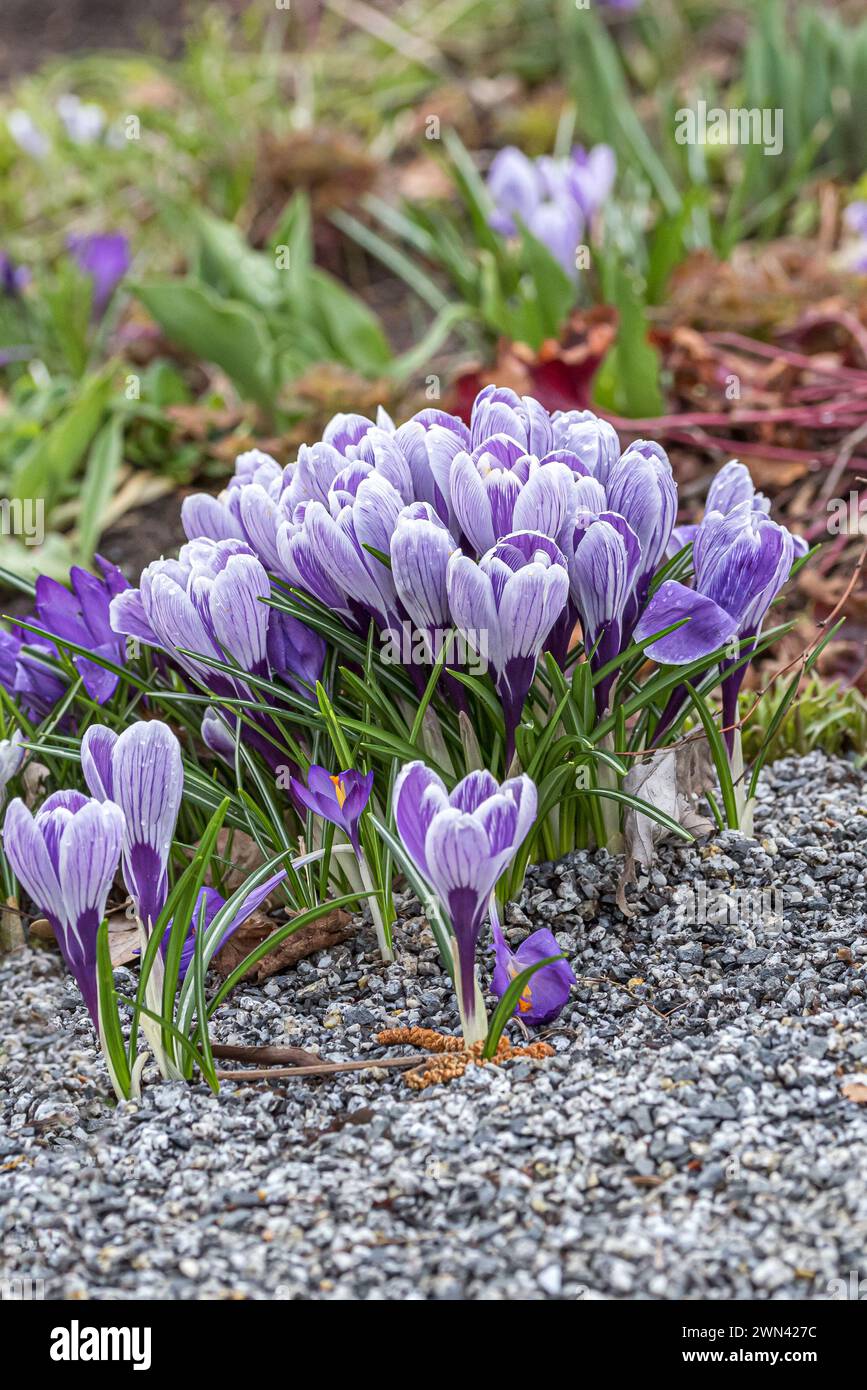 Krokus (Crocus vernus 'Pickwick' Stock Photo - Alamy