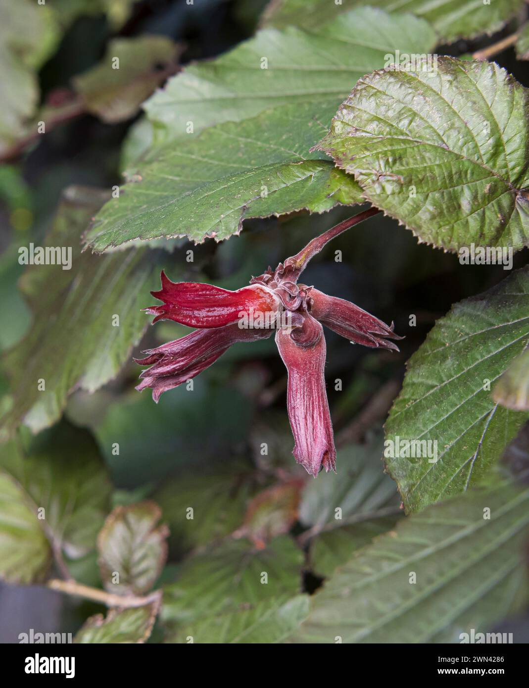 Corylus rote zellernuss hi-res stock photography and images - Alamy