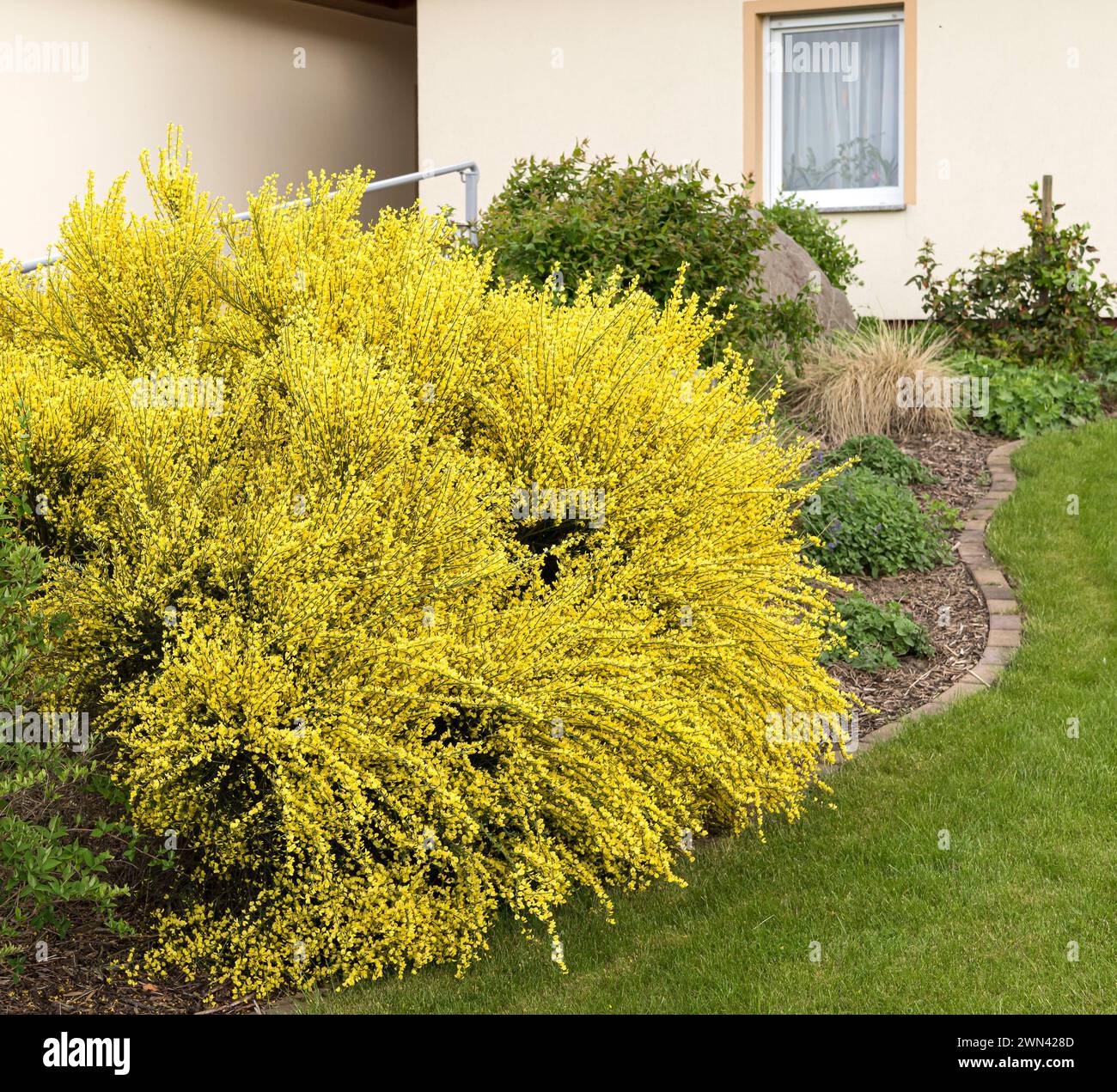 Edel-Ginster (Cytisus × praecox 'Allgold' Stock Photo - Alamy