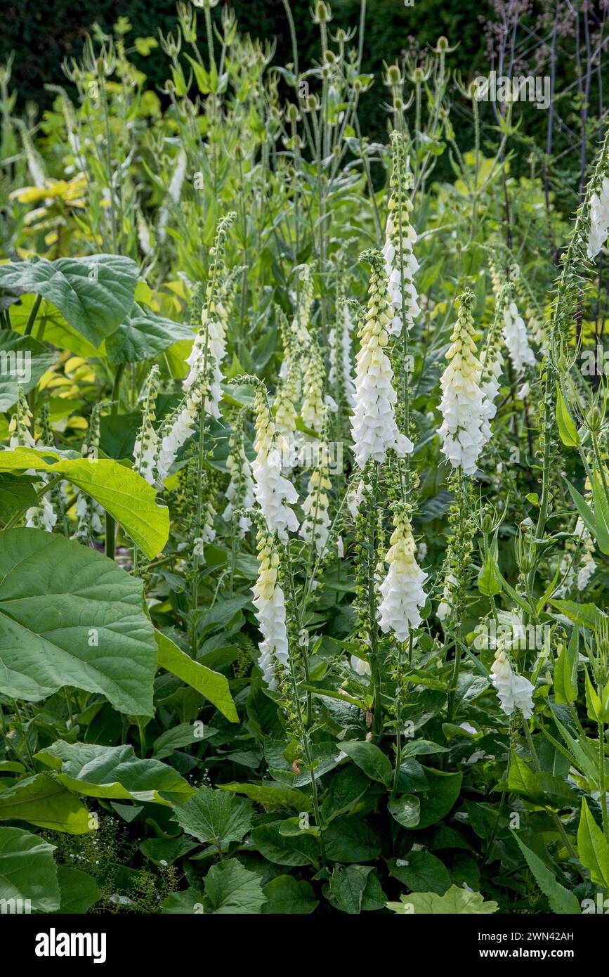 Digitalis alba hi-res stock photography and images - Alamy