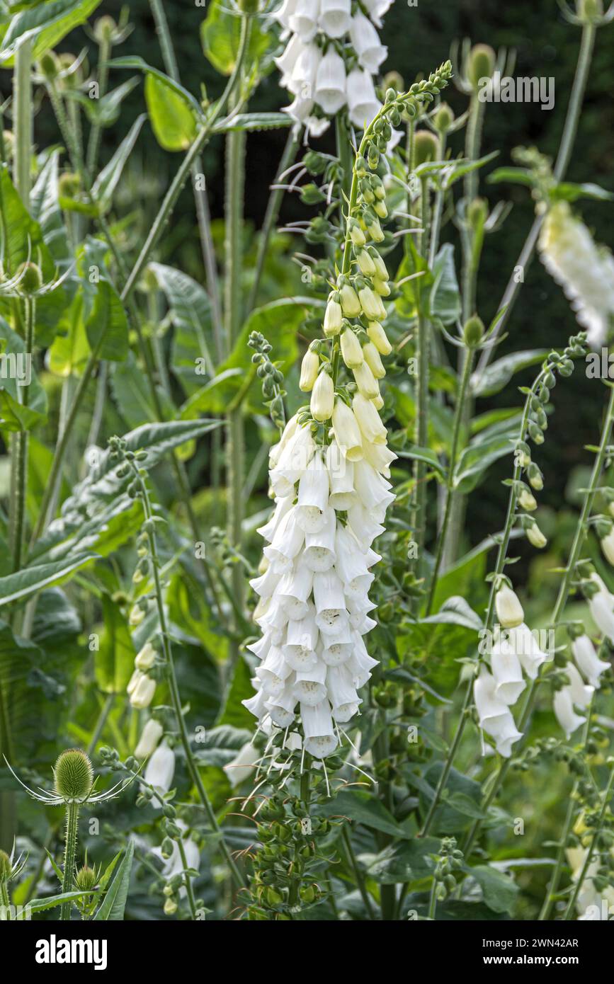 Weißer Fingerhut (Digitalis purpurea 'Alba'), Turbo-Trädgarden Stock ...