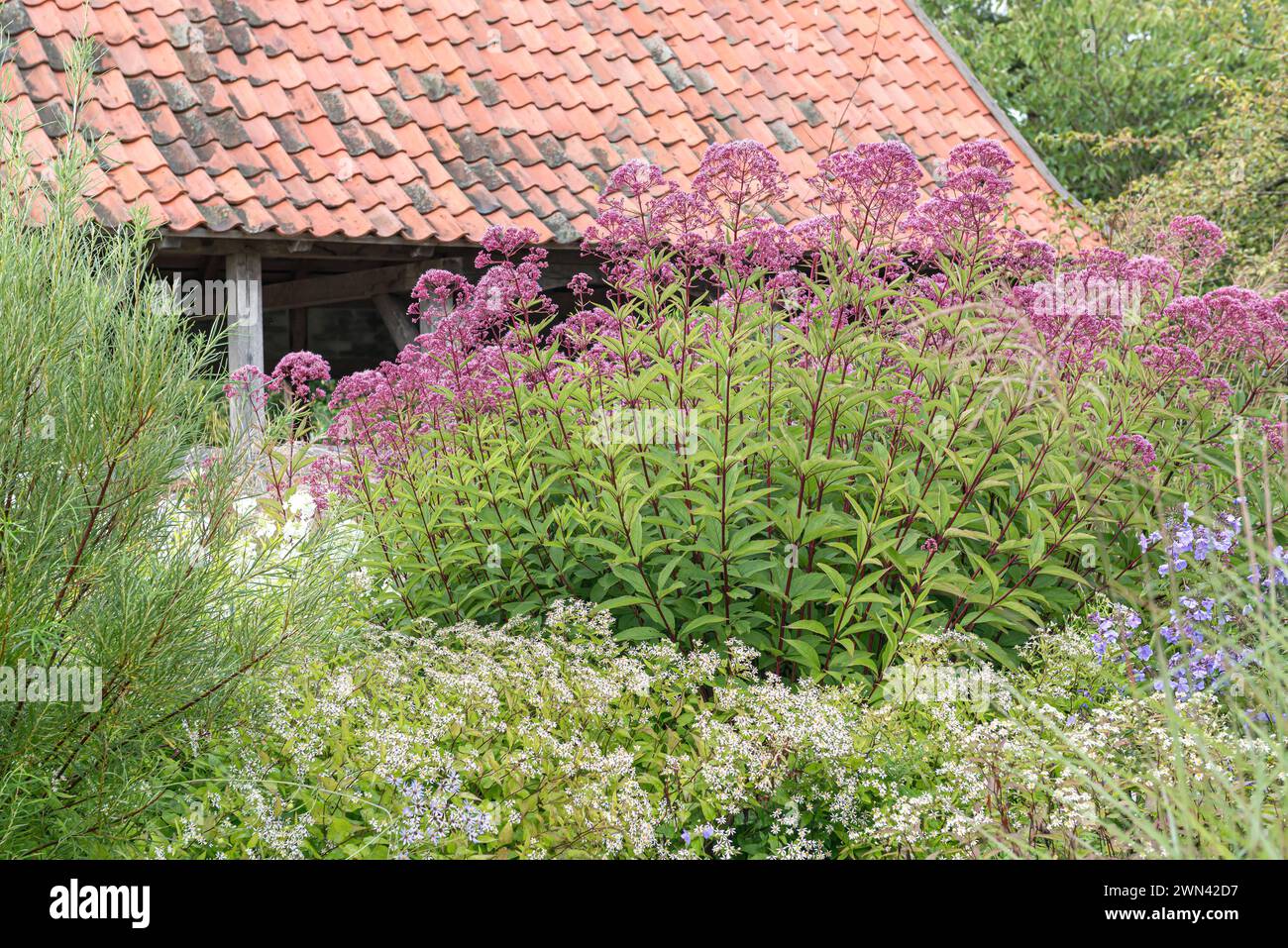 Eupatorium maculatum garten hi-res stock photography and images - Alamy