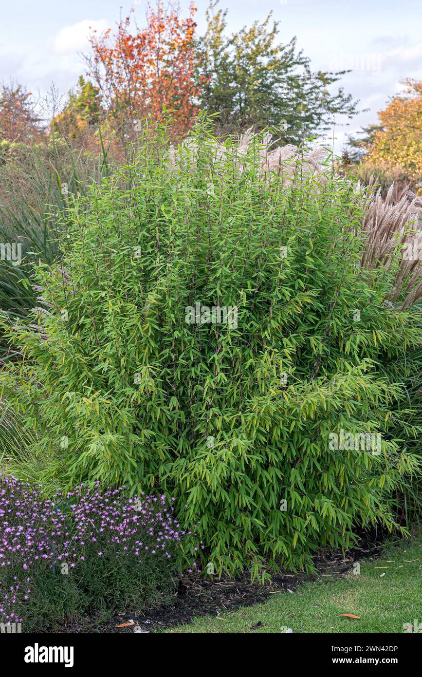 Jade-Schirmbambus (Fargesia 'Jiuzhaigou 1' Stock Photo - Alamy