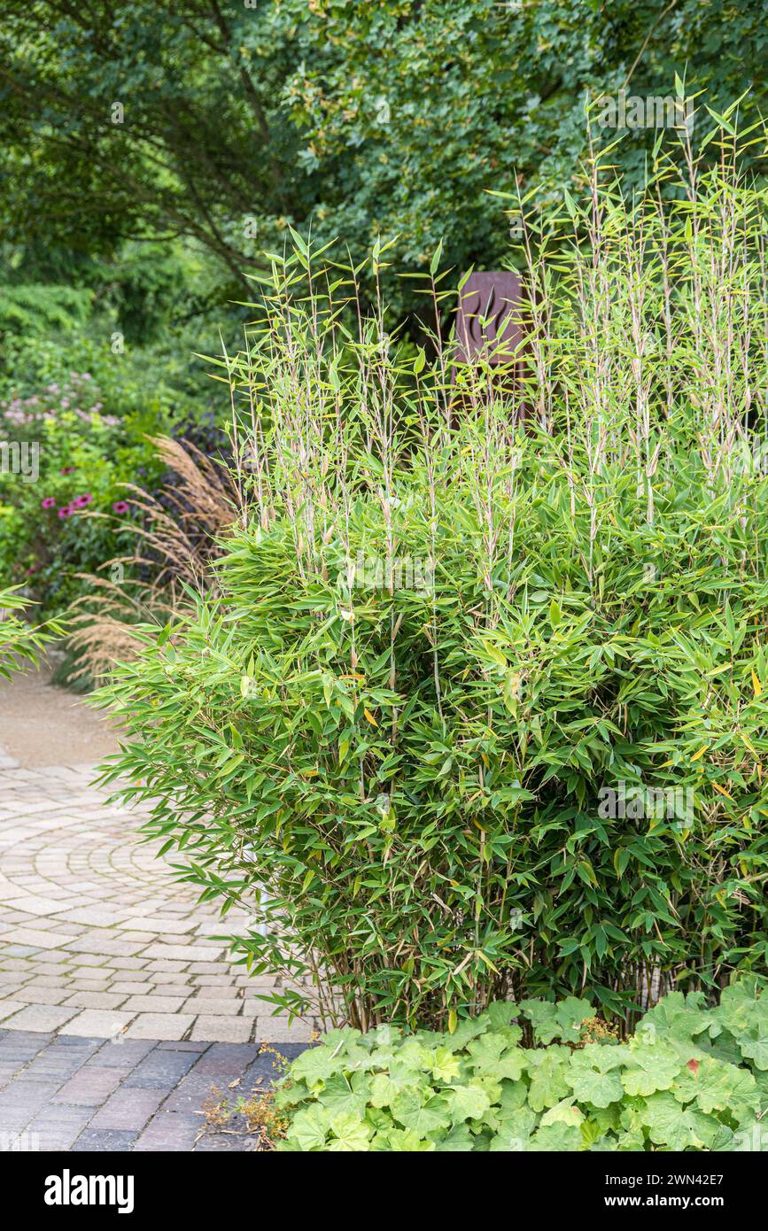 Fargesia red zebra hi-res stock photography and images - Alamy