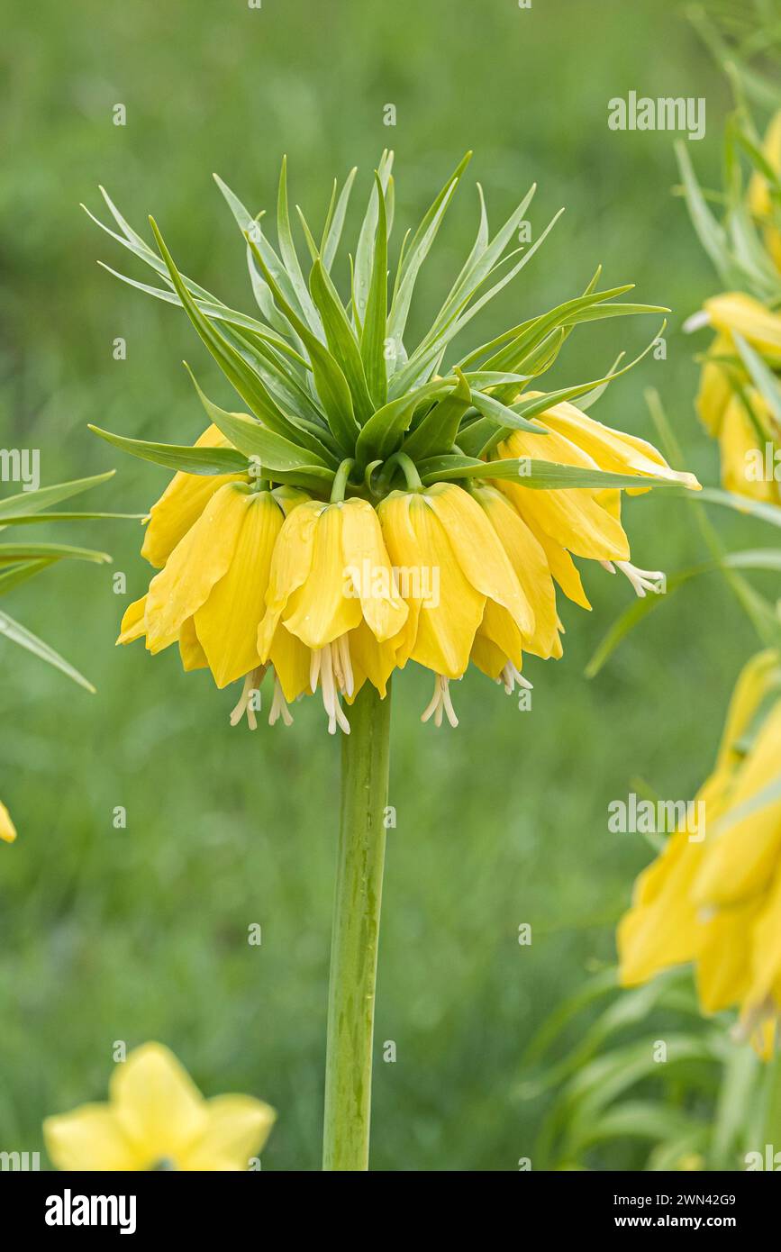 Kaiserkrone (Fritillaria imperialis 'Lutea' Stock Photo - Alamy