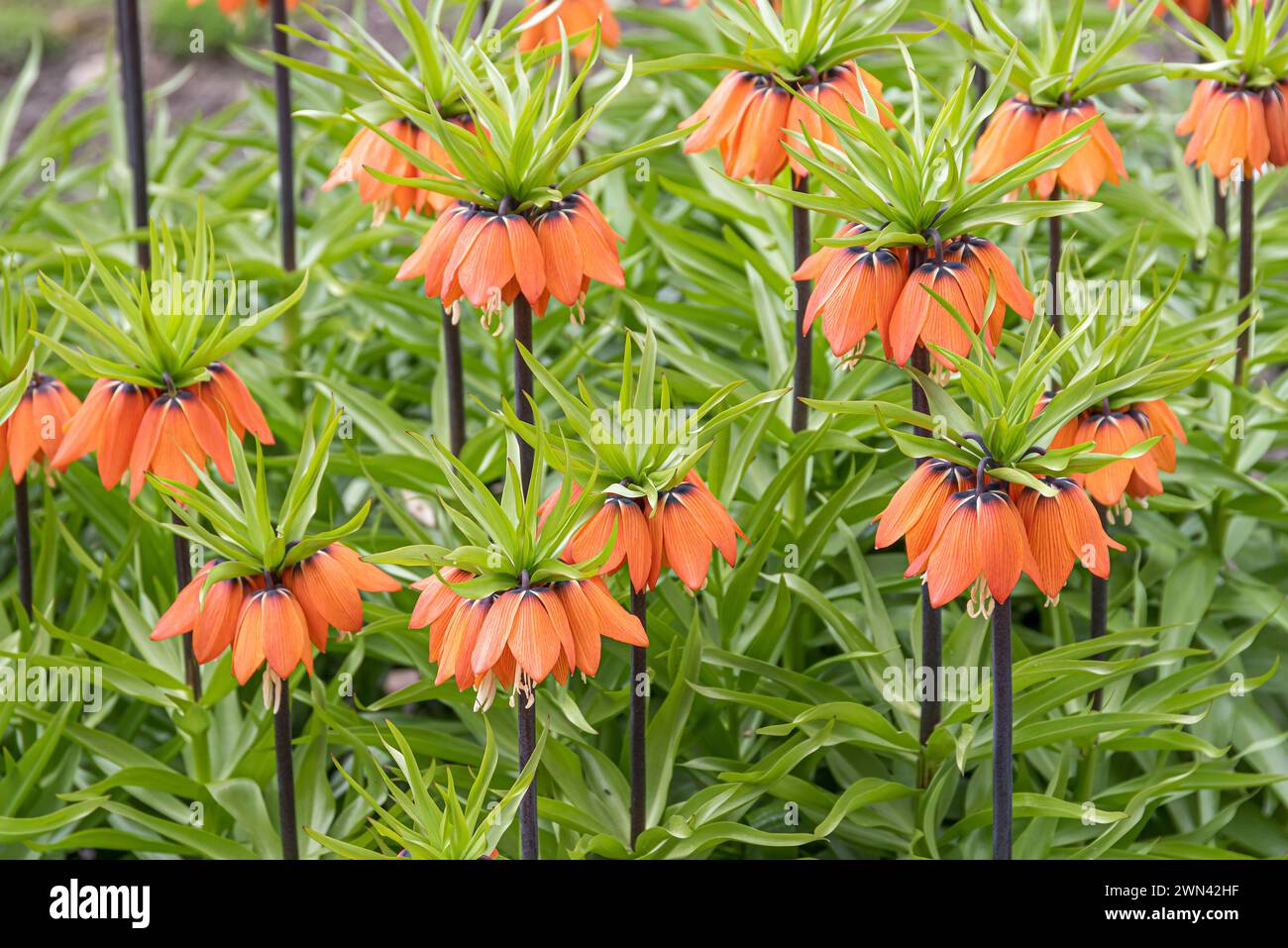 Kaiserkrone (Fritillaria imperialis 'Aurora' Stock Photo - Alamy