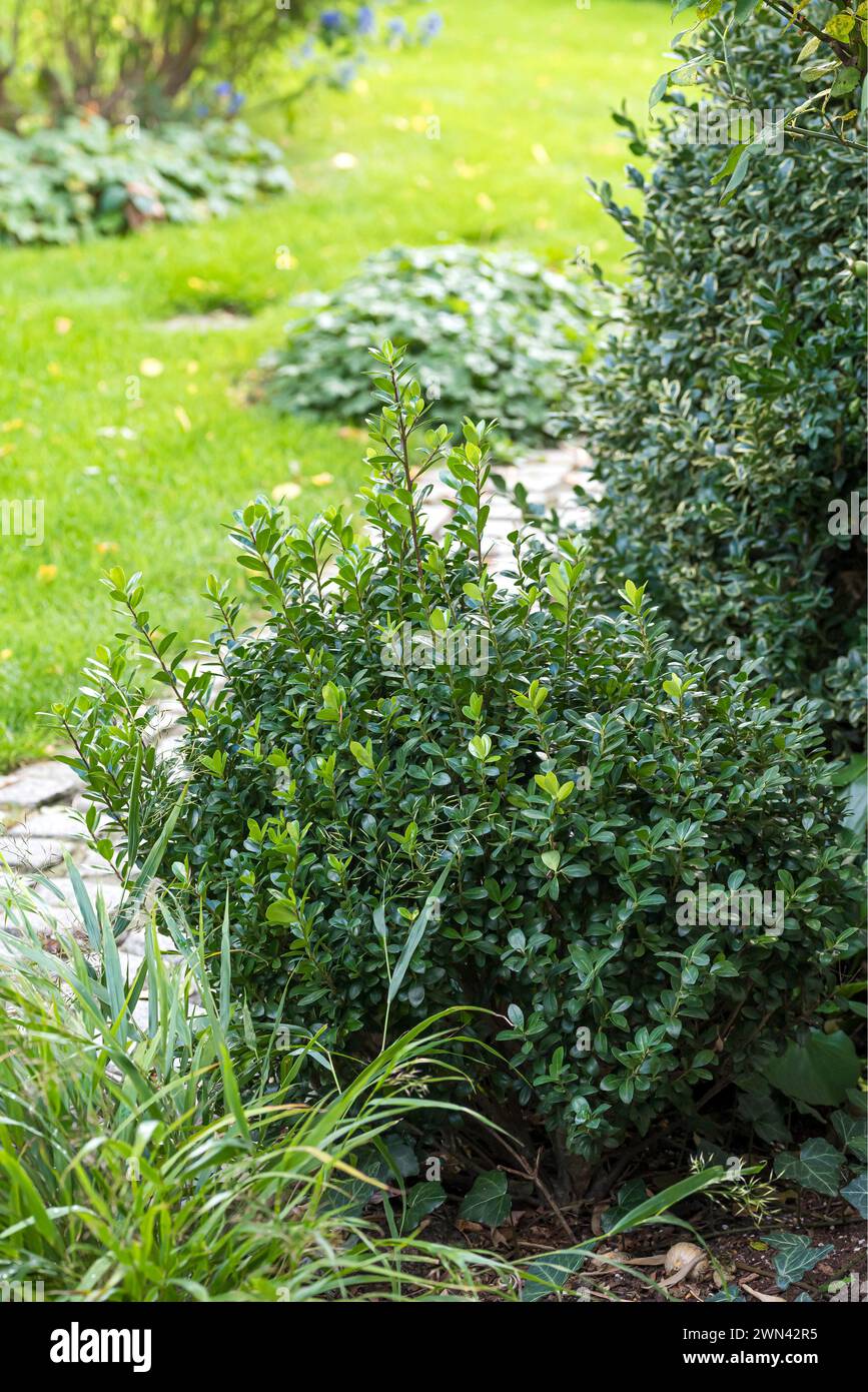 Ilex crenata robustico hi-res stock photography and images - Alamy
