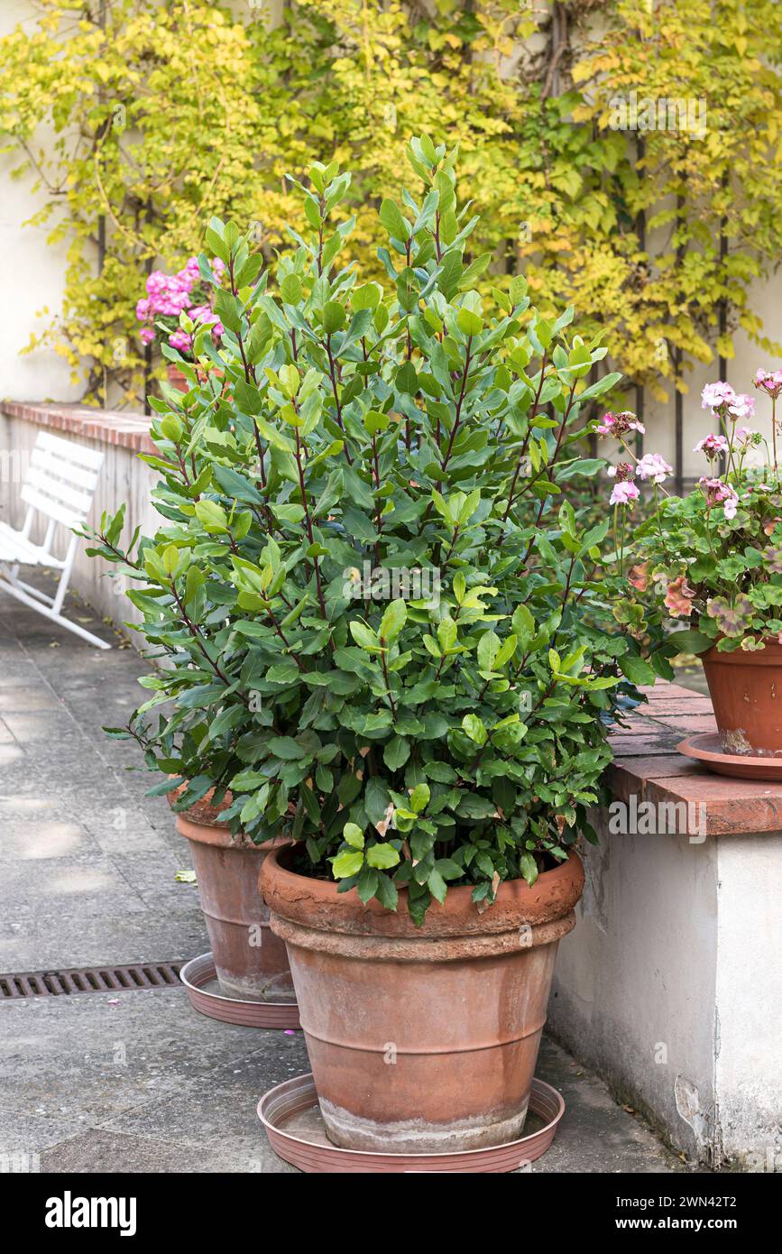Lorbeer (Laurus nobilis), Ledebour-Garten Stock Photo - Alamy