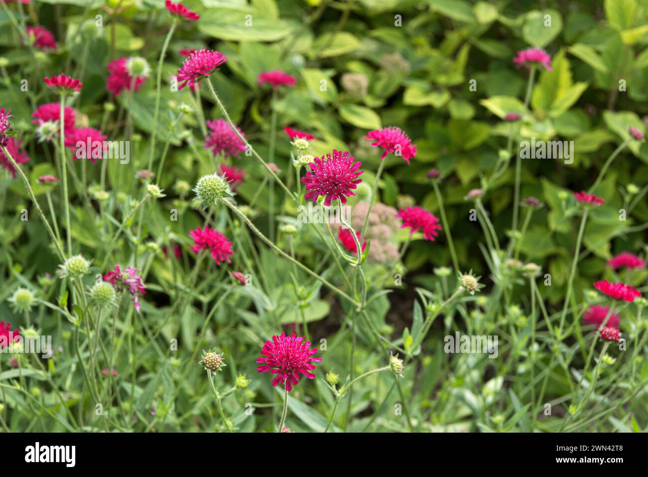 Mazedonische Witwenblume (Knautia macedonica 'Mars Midget' Stock Photo ...
