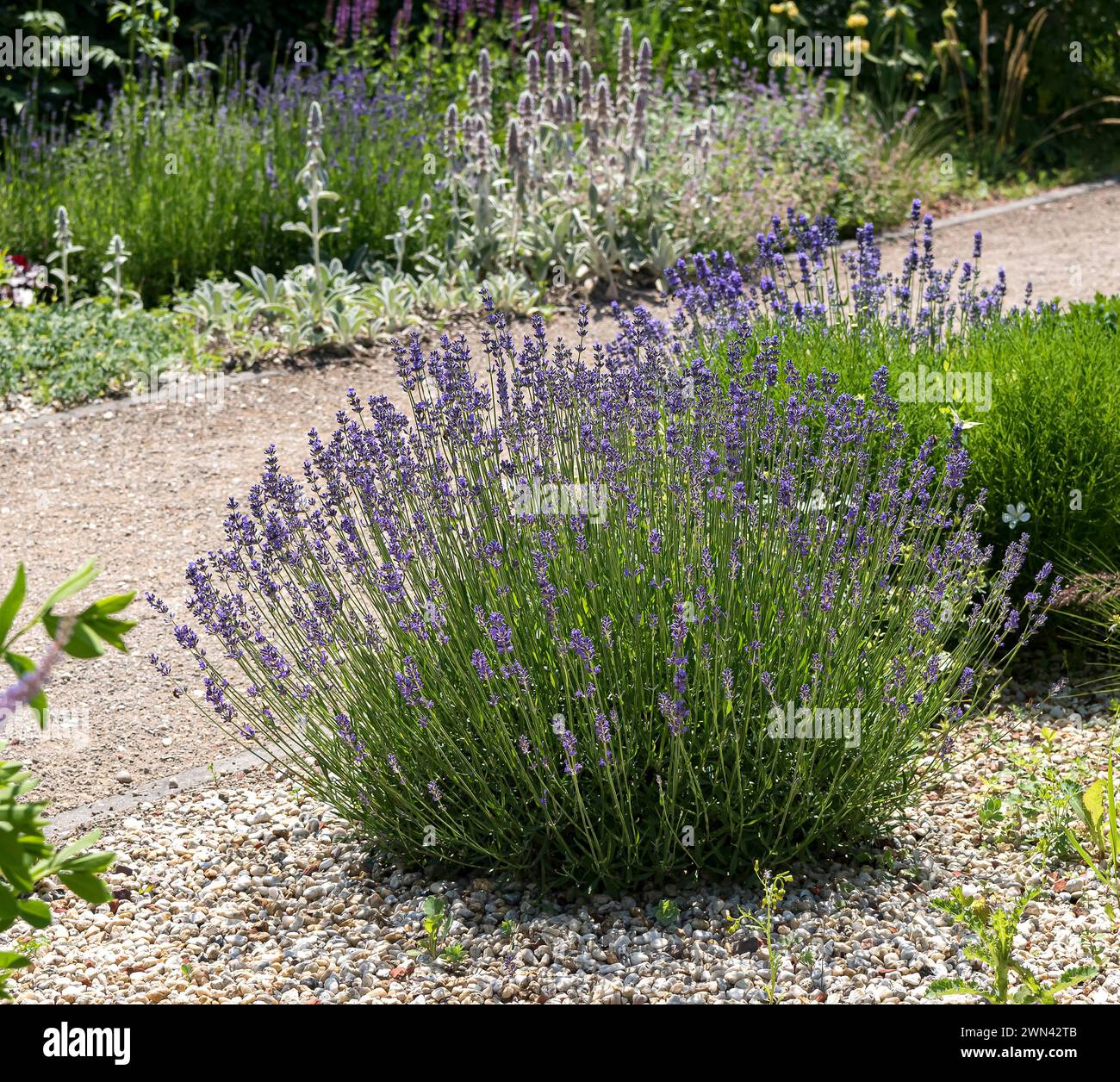 Lavendel (Lavandula angustifolia 'Hidcote' Stock Photo - Alamy