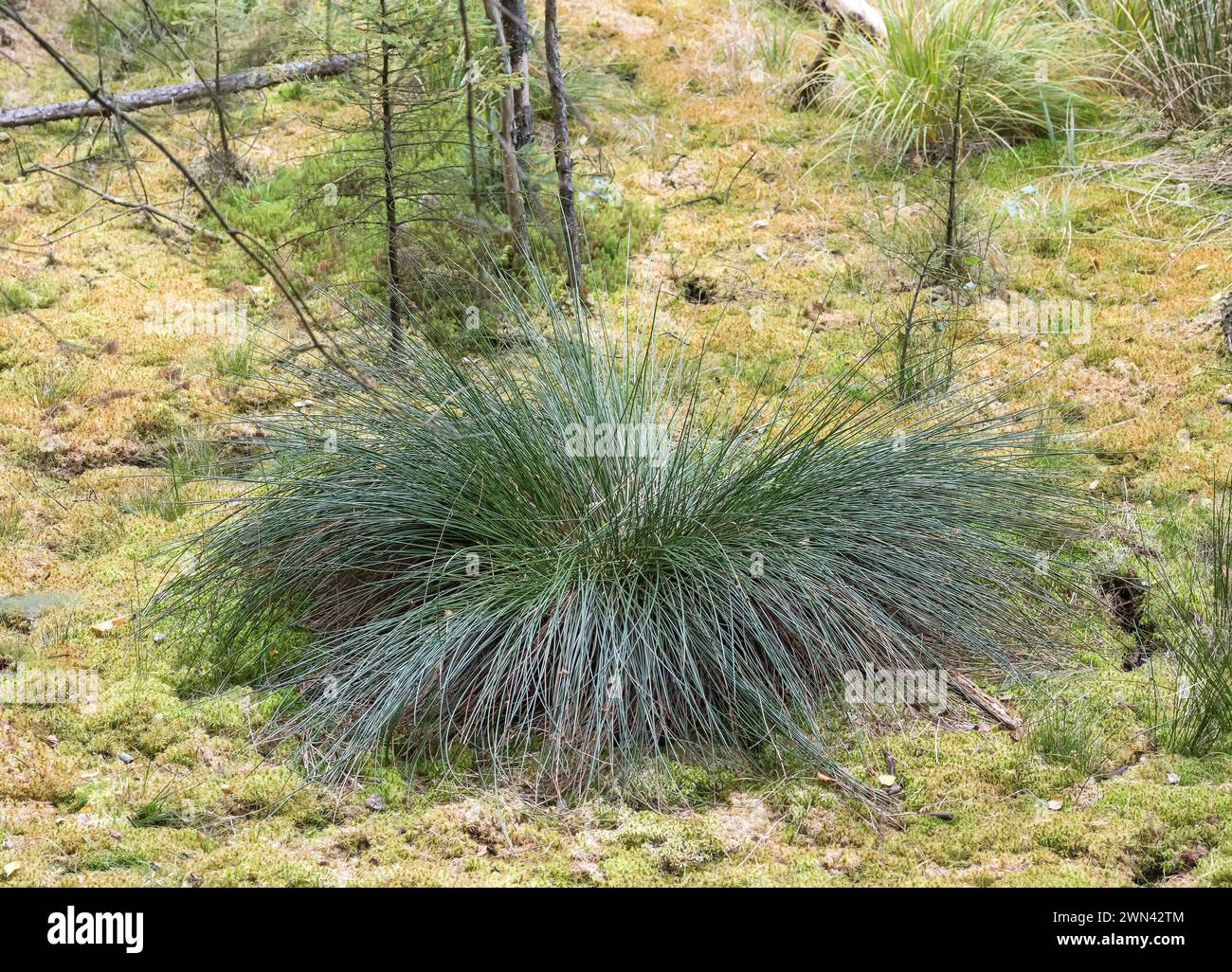Binse (Juncus effusus Stock Photo - Alamy