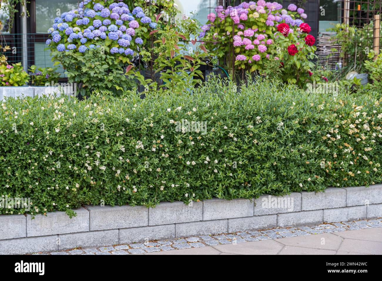 Ligustrum vulgare var nanum hi-res stock photography and images - Alamy