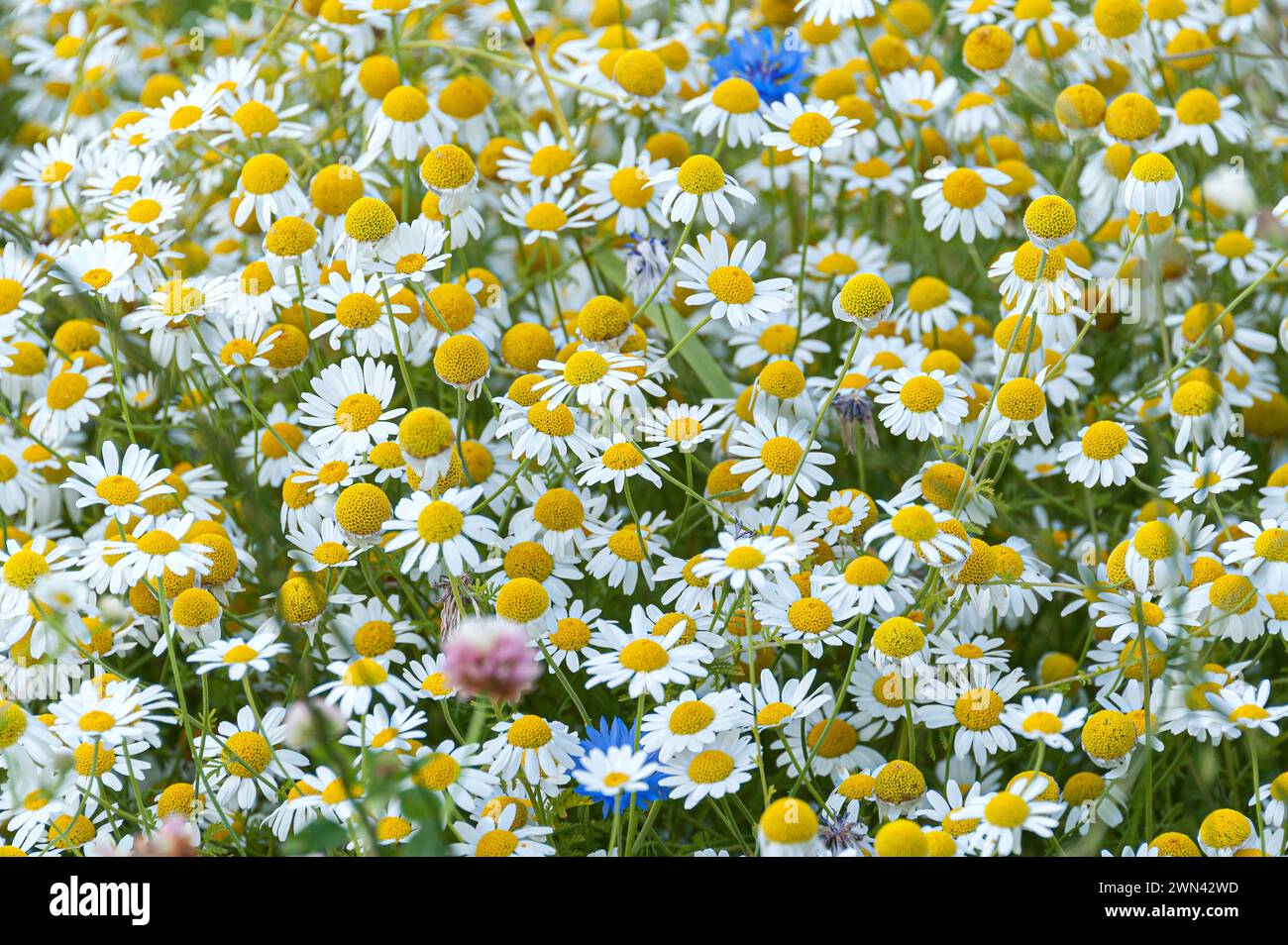 Echte Kamille (Matricaria chamomilla Stock Photo - Alamy