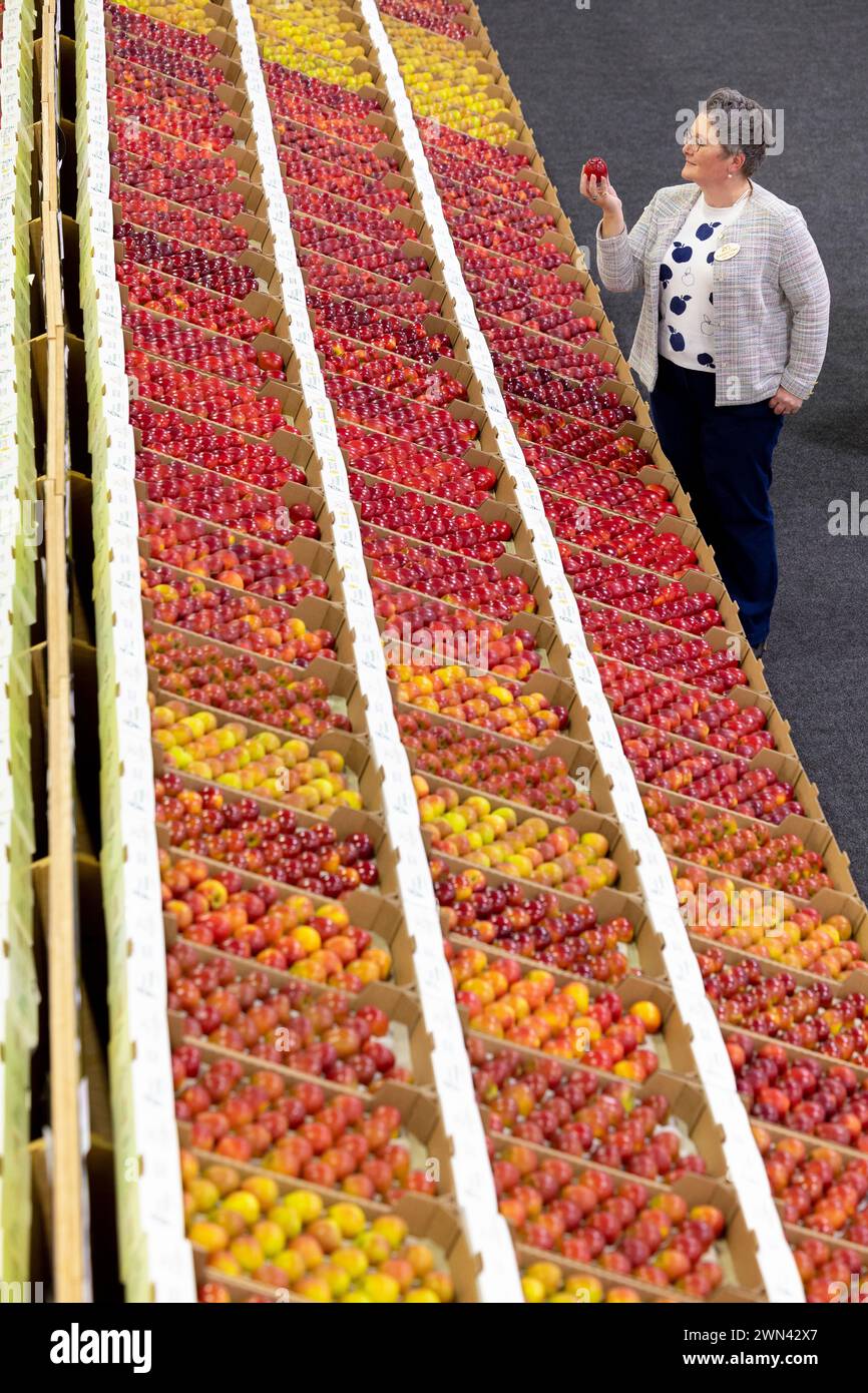 01/11/22 The 89th National Fruit Show at The Kent County Showground ...