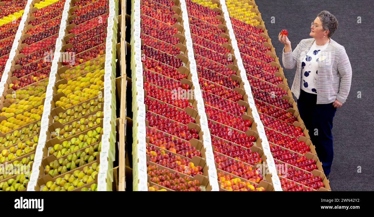 01/11/22 The 89th National Fruit Show at The Kent County Showground ...