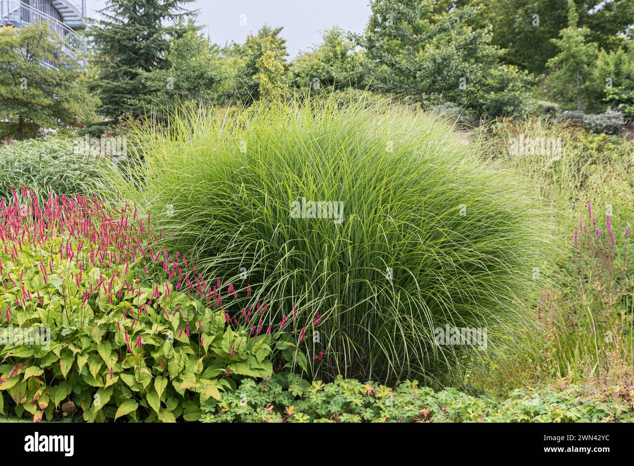 Chinaschilf (Miscanthus sinensis 'Gracillimus' Stock Photo - Alamy