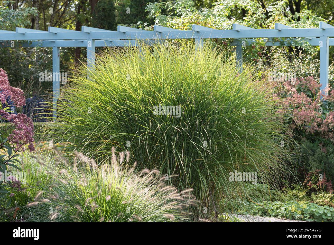 Chinaschilf (Miscanthus sinensis 'Gracillimus' Stock Photo - Alamy