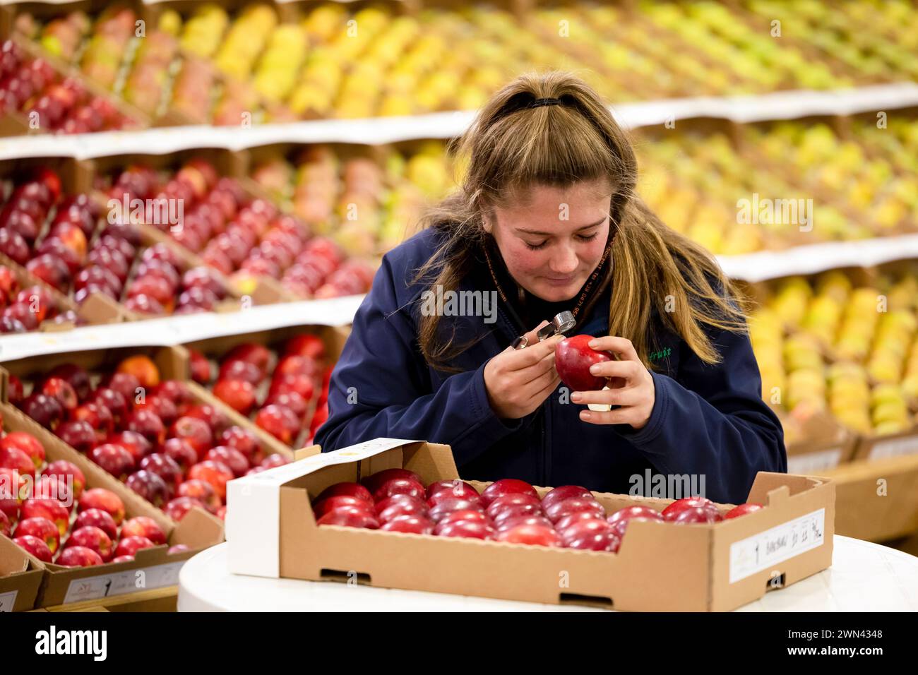 01/11/22 The 89th National Fruit Show at The Kent County Showground ...