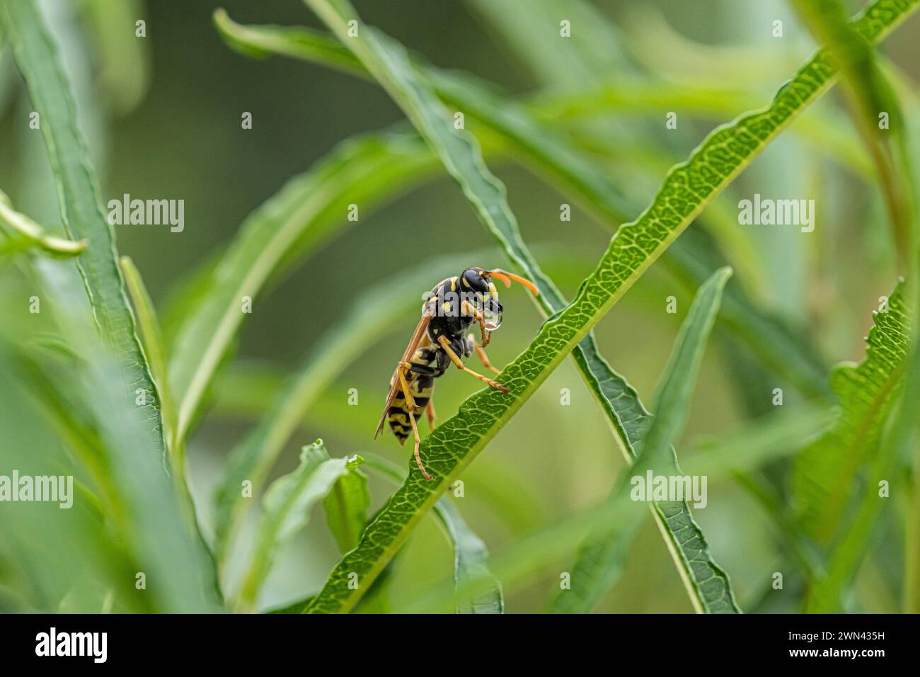 Saulen faulbaum hi-res stock photography and images - Alamy