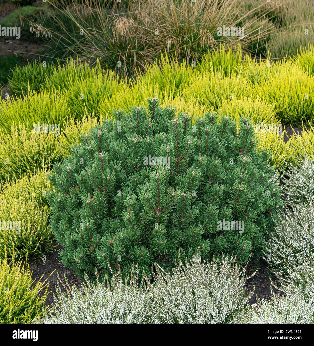 Krummholz-Kiefer (Pinus mugo 'Humpy'), Besenheide (Calluna vulgaris ...