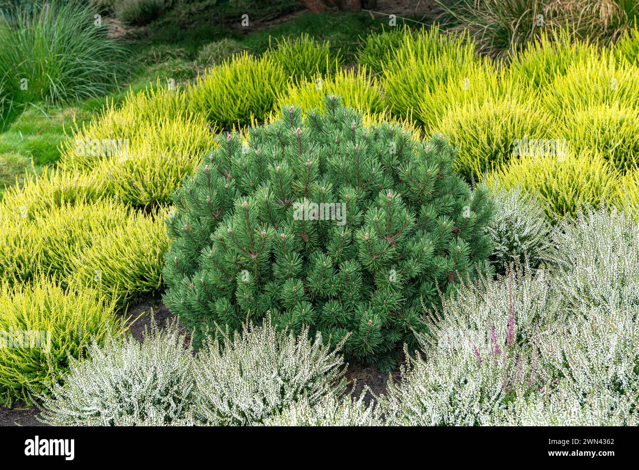 Krummholz-Kiefer (Pinus mugo 'Humpy'), Besenheide (Calluna vulgaris ...