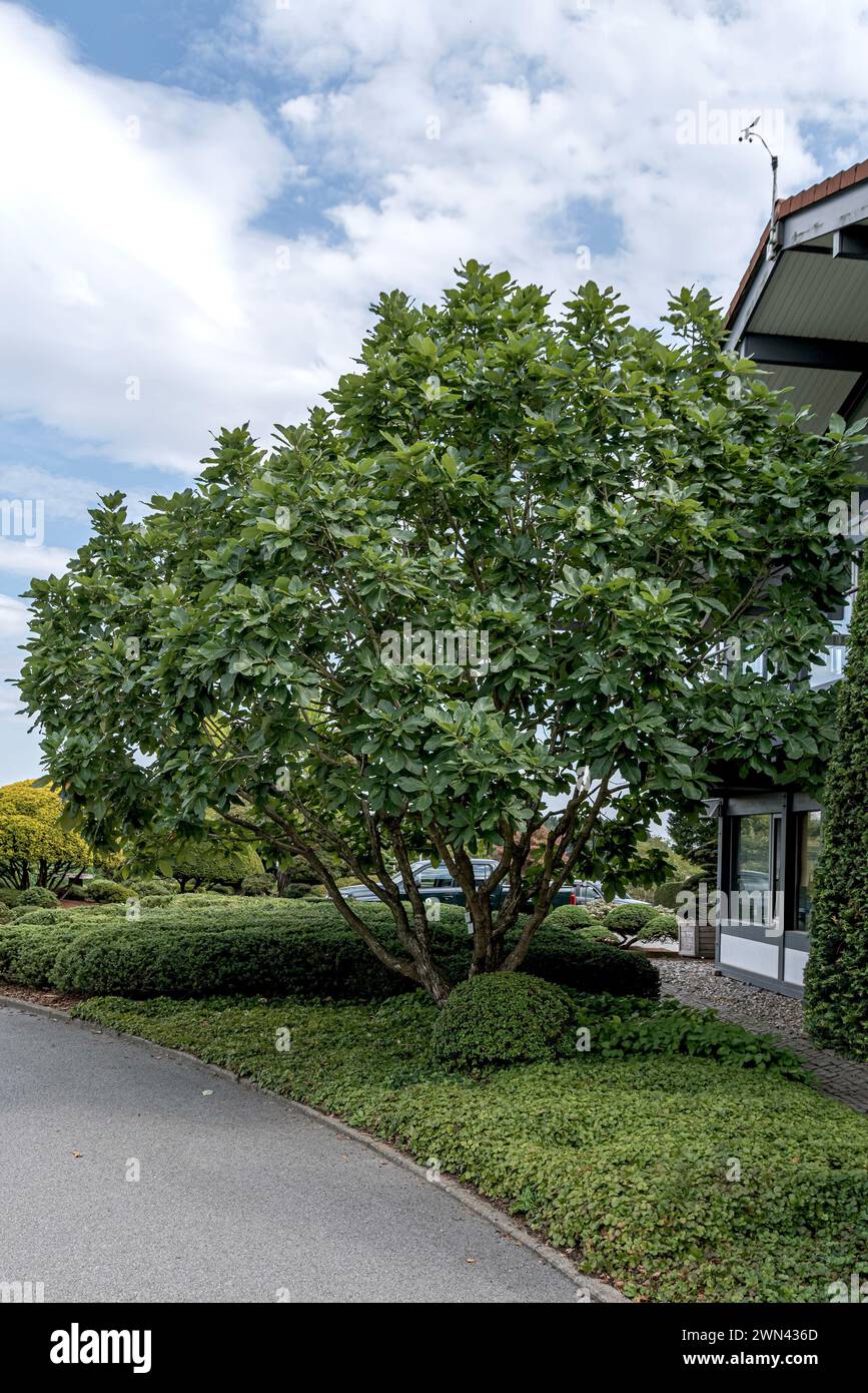 Pontische Eiche (Quercus pontica Stock Photo - Alamy