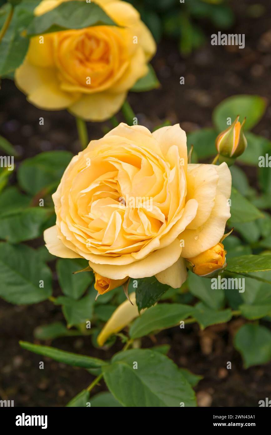 Beet-Rose (Rosa ABSOLUTELY FABULOUS Stock Photo - Alamy